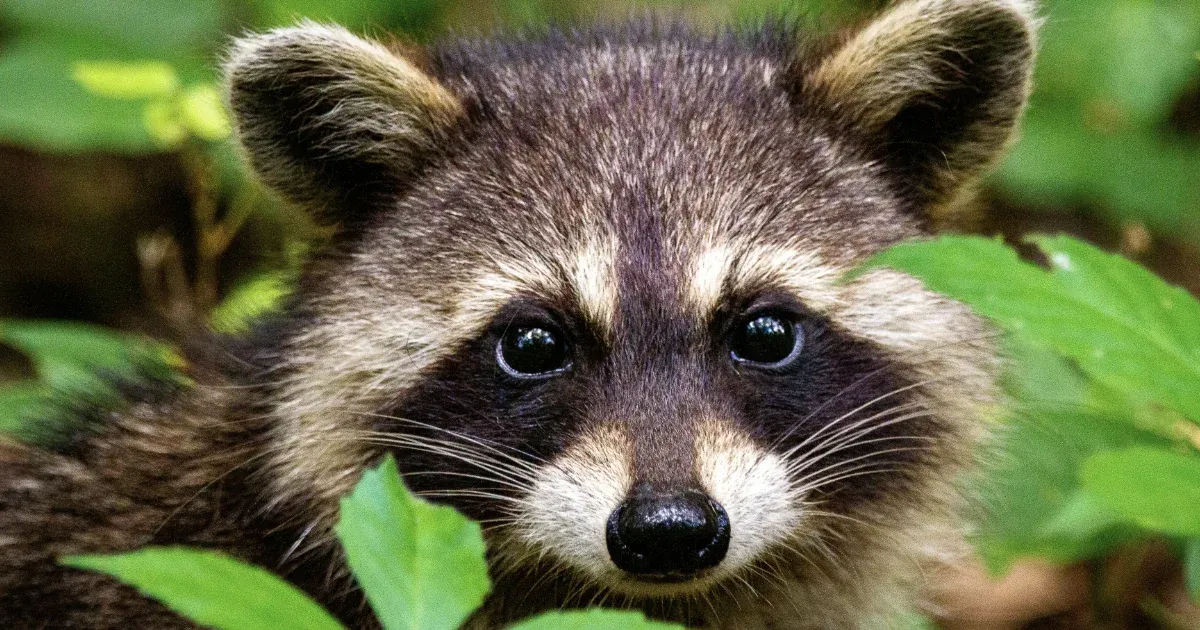 Rabies Vaccine - The Shot Nurse Memphis
